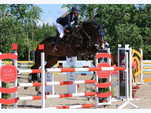 7YO Holsteiner Gelding