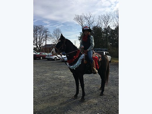 Registered Paint Horse Gelding