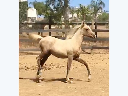 Palomino Morgan Filly