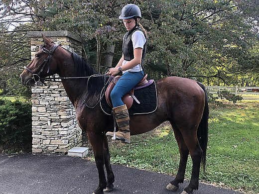 Driving and Riding Pony