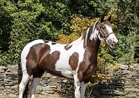 Gypsy Cross Beginner Safe