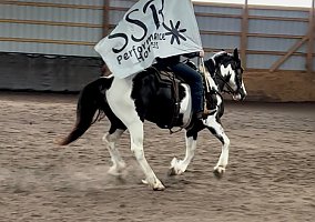 Gypsy Cross Beginner Safe