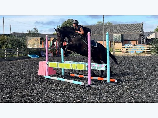 Irish Bay Gelding Horse