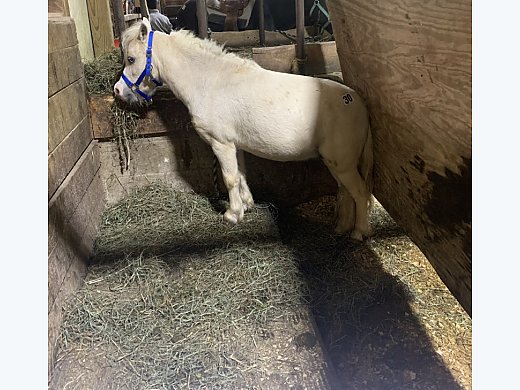 Beautiful Blue Eyed Stallion