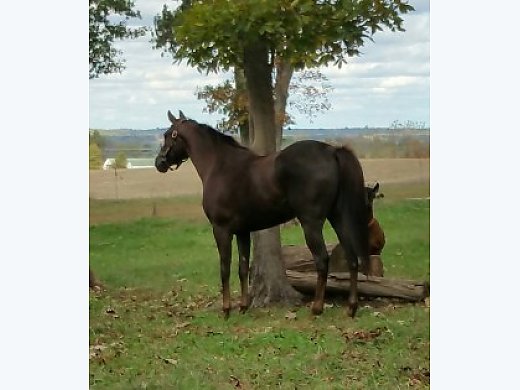 Beautiful Indiana Bred