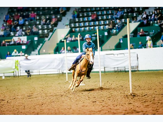 Barrel/Poles/Rodeo/Jumping Pony