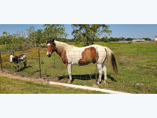 Paint Gelding