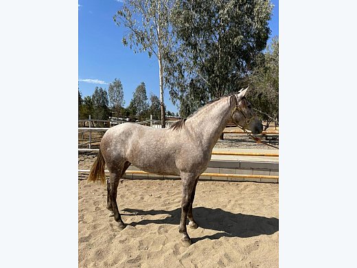 2019 Grey Andalusan Filly