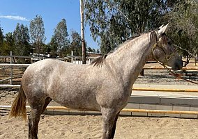 2019 Grey Andalusan Filly