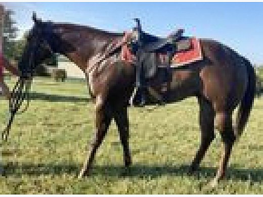 2020 AQHA Chestnut Gelding