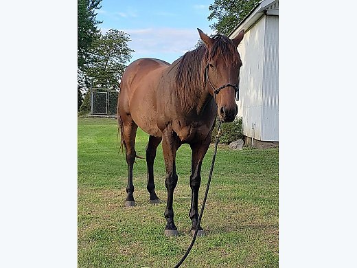 Bay TB Gelding