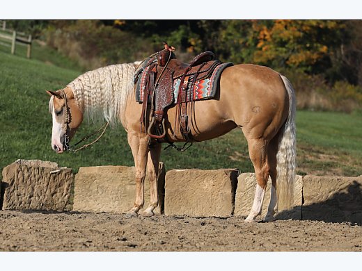 Beautiful Glowing Mare