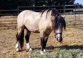 Buckskin Gypsy Stallion