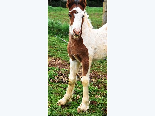 Gypsy Vanner Colt