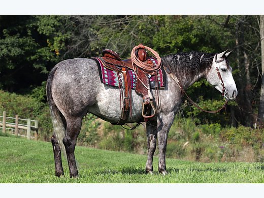 Stunning Gray Gelding