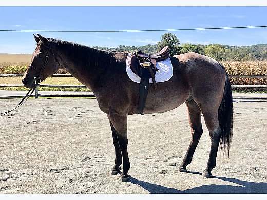 The All Around Horse