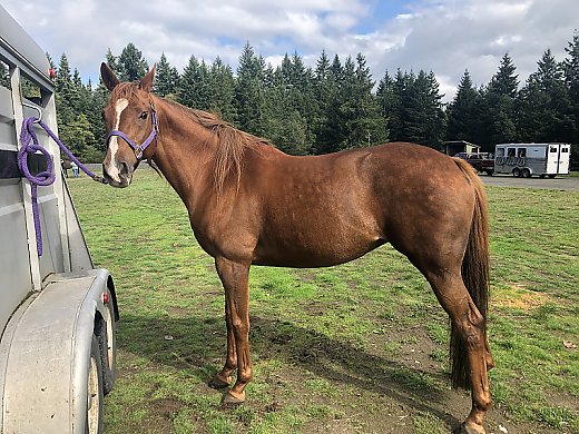 Beautiful All-Around Show Horse