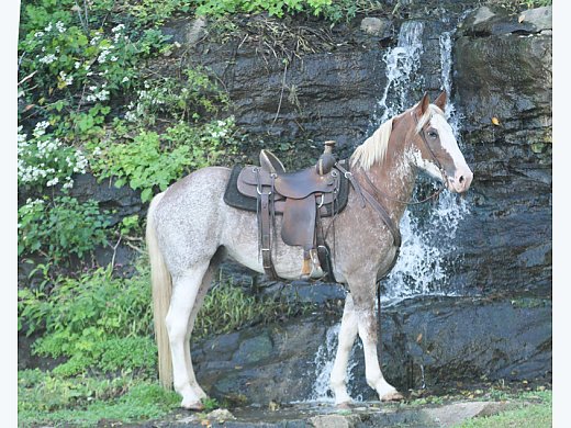 Draft X Fancy Gelding