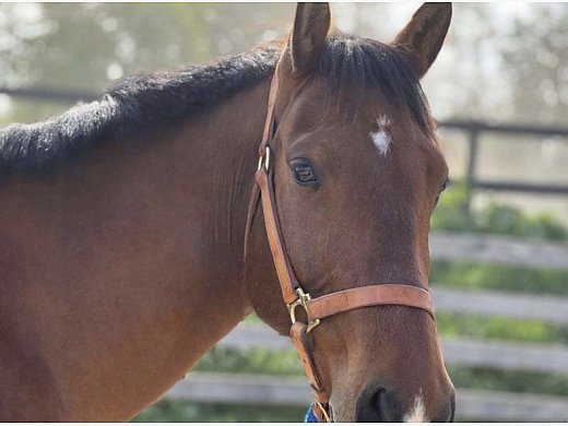 Flashy Quarter Horse Gelding
