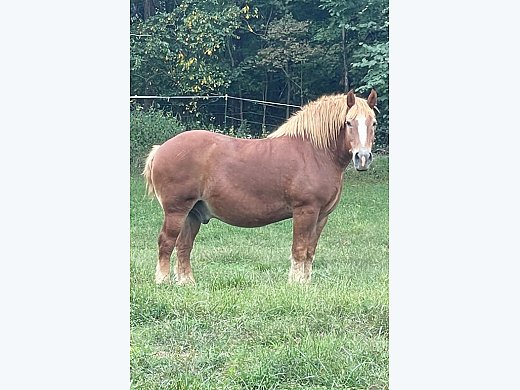 Sold! Pair Of Drafts for Sale