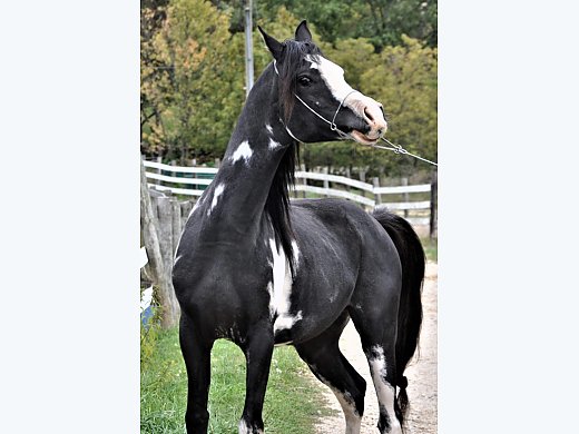 Sabino Stallion Standing At Stud
