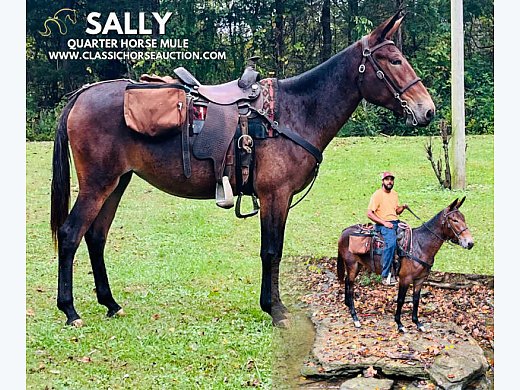 Smutty Buckskin Mule