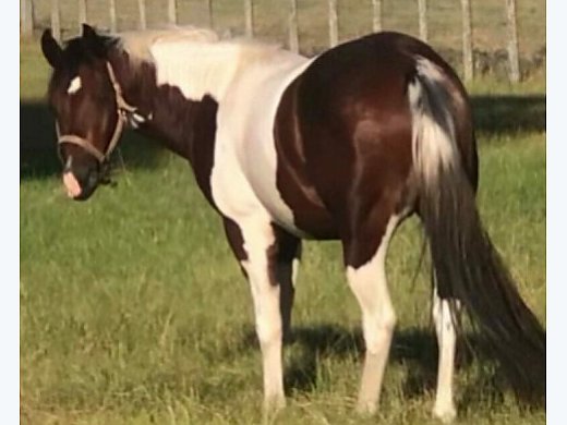 American Paint Horse Gelding