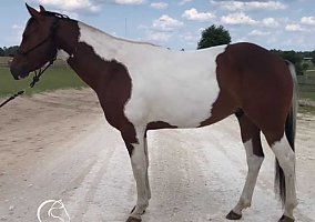 American Paint Horse Gelding