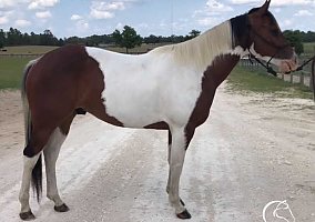 American Paint Horse Gelding