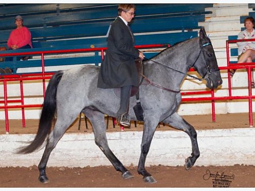 Registered Tennessee Walker