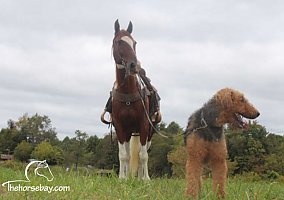 Spotted Saddle Draft Cross