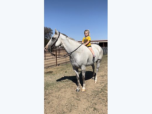 Gentle All Around Family Horse