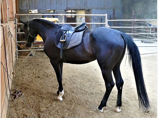 Flashy Dutch Harness Cross Mare