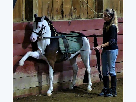 Splash White Welsh Pony Stallion