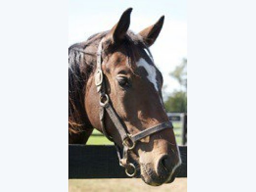 Hanoverian Dressage Prospect