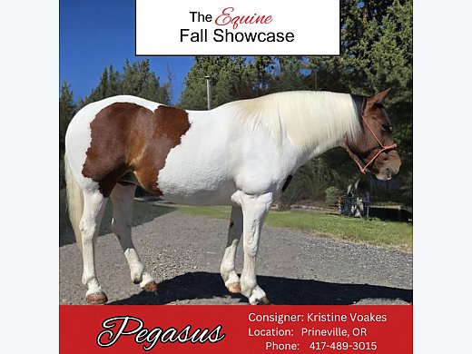 Gypsy Vanner/Paint Cross Mare