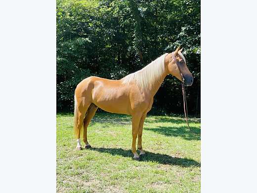 Palomino Tennessee Walker