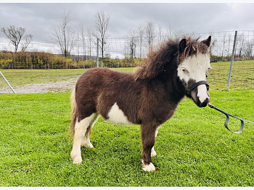 2023 Black/White Pinto Filly!