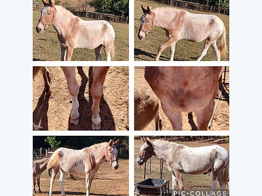 Appaloosa Trail Molly Mule