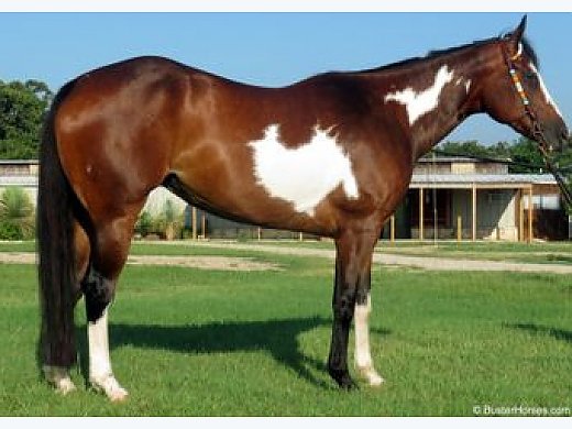 Stunning Paint Mare