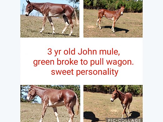 Working Mule 3 yr John Mule