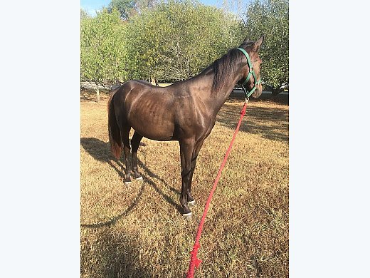 Appendix Reg Gelding