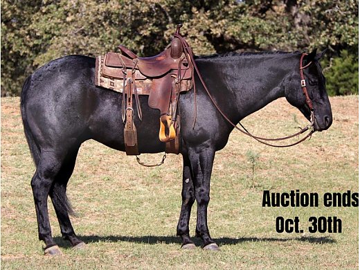 Blue Roan Ranch Horse