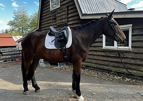 Clyde/Shire/TB Cross Gelding