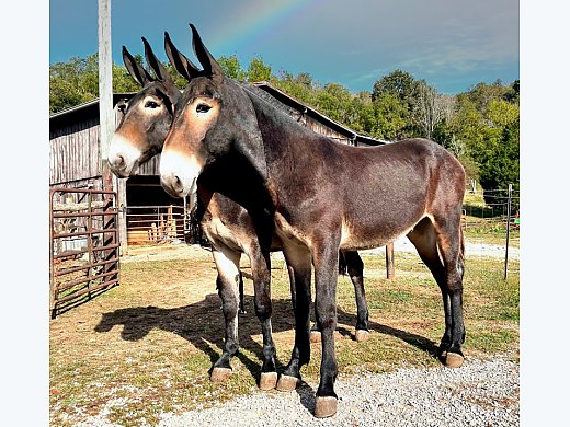 Draft Mule Colts for Sale