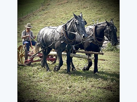 Grey Percheron Team Ride&Drive