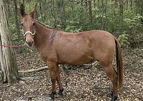 Safe Trail Driving Molly Mule