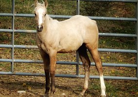 Stunning Palomino Filly