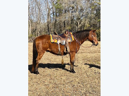 Cherokee Bay Gelding