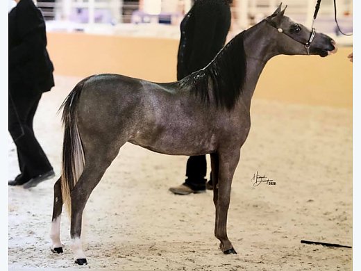 Gorgeous Black Sabino Pony Mare